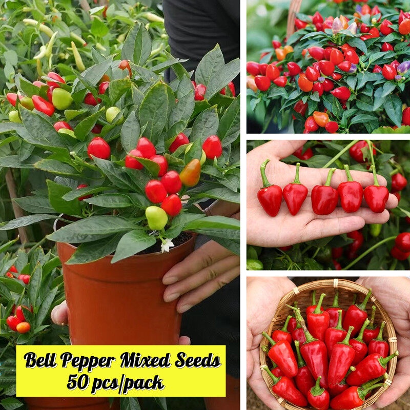 Singapore 50pcs Rare Pepper Seeds for Planting Easy Grow Vegetables ...
