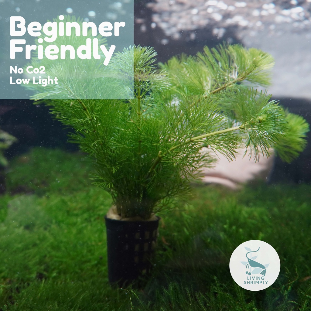 [Live Aquatic Plant] Cabomba Caroliniana Submersed Potted | Shopee ...