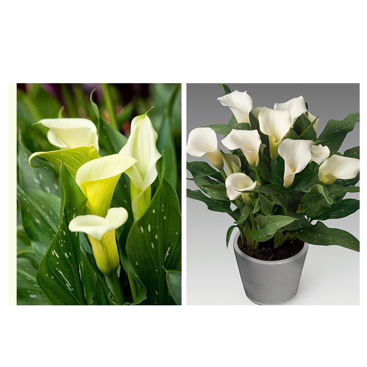Calla Lily White Tuber Seed One PC Fr SG | Shopee Singapore