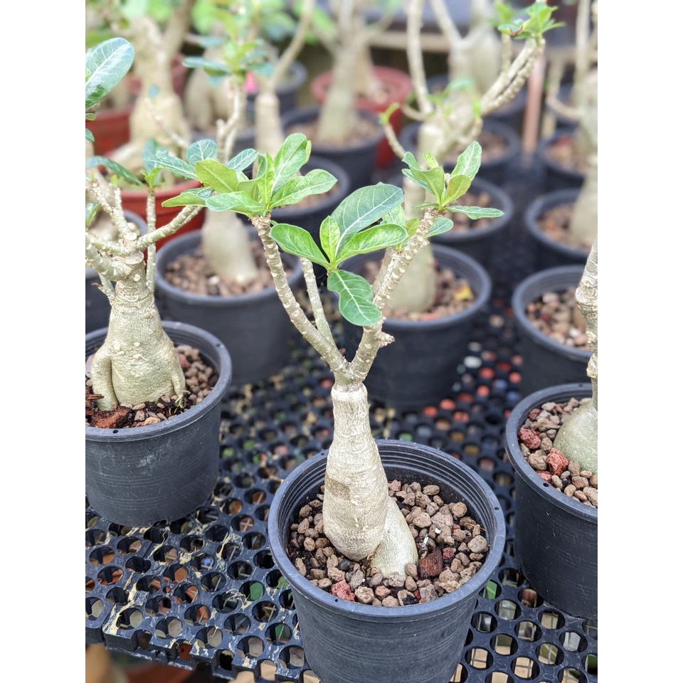 Adenium Obesum - Fu Gui Hua Grafted, Multi-Petal, Double Colour ...