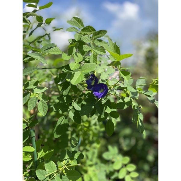 Blue Butterfly Pea Flower Potted Plant (Outdoors/Balcony) | Shopee ...