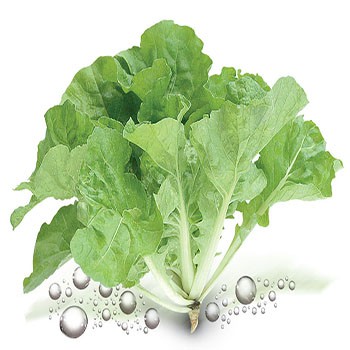 150 Chinese Royal Cabbage Endives Pak Bo Cai 皇京白菜seeds (fr SG) | Shopee ...