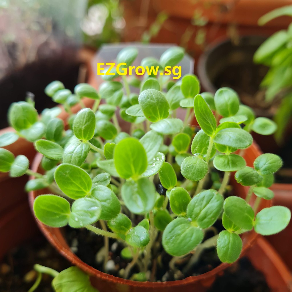 20g Black Sesame Seeds for Growing Microgreens (fr (SG) | Shopee Singapore
