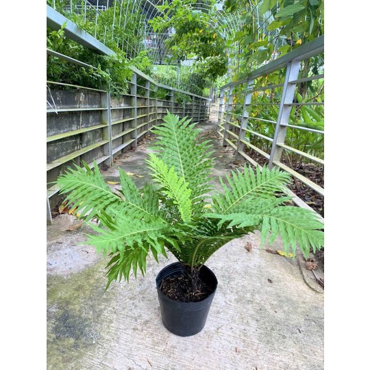 Silver Lady tree fern - Blechnum gibbum - Ornamental Foliage | Shopee ...