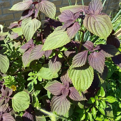 150 Shiso Leaves Shiso Perilla Seeds Green Shiso Purple Shiso Dwi ...