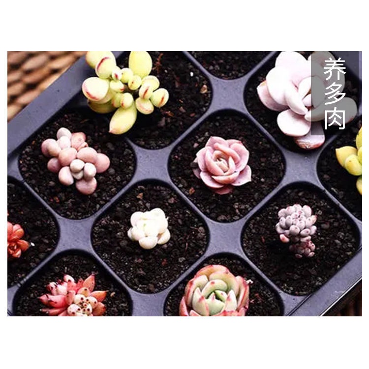 Plug Yu Seedling Tray Pepper Tomato Cabbage Vegetable Seedling ...