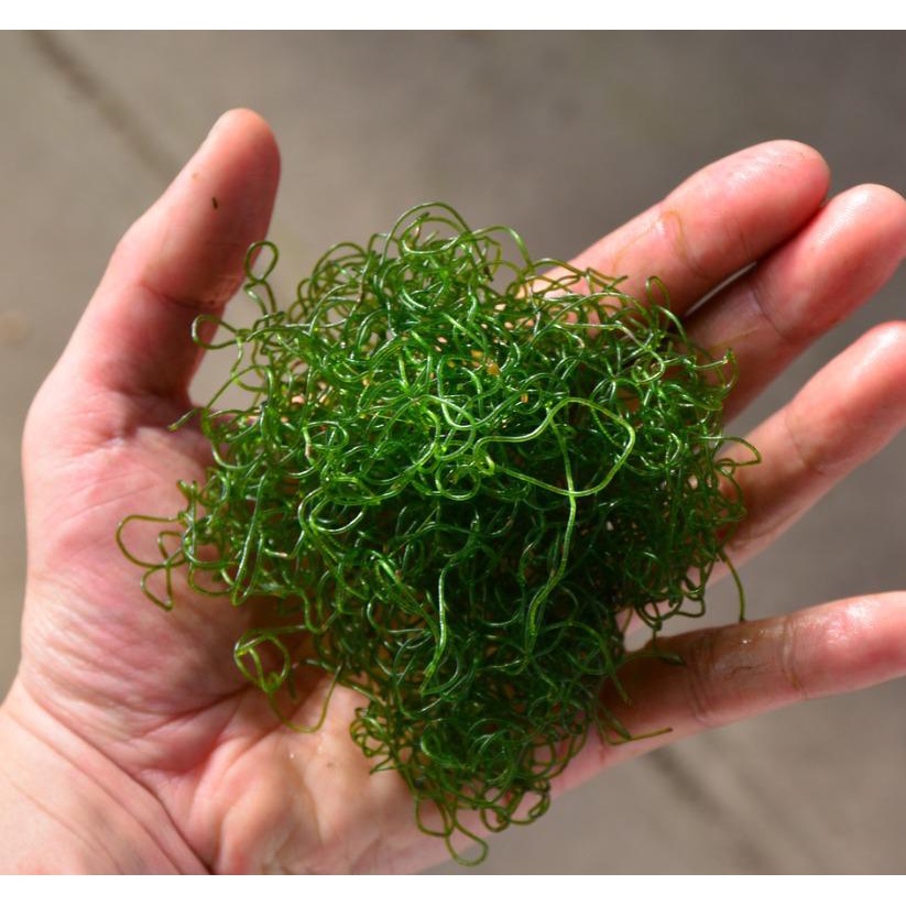 [Local Seller] Chaetomorpha Algae for Opae Ula / Marine Tank Chaeto ...