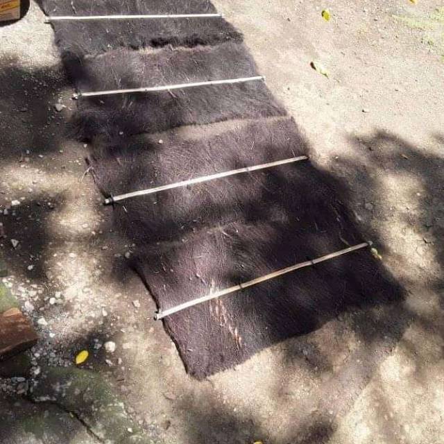 Kakaban (Breeding Fish) | Shopee Singapore