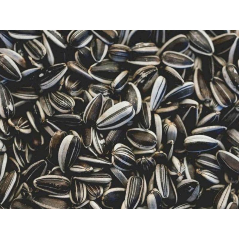 MATAHARI Kuaci (sunflower seeds) | Shopee Singapore