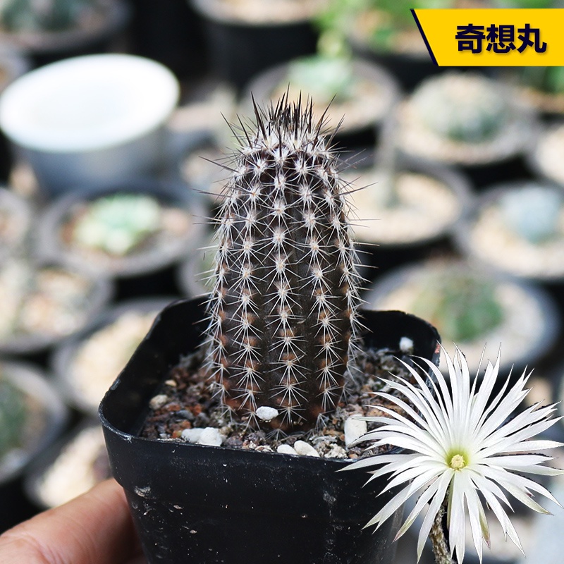 Qixiang Pills Real Life Cactus Rare White Flower Black Ball Black Thorn ...