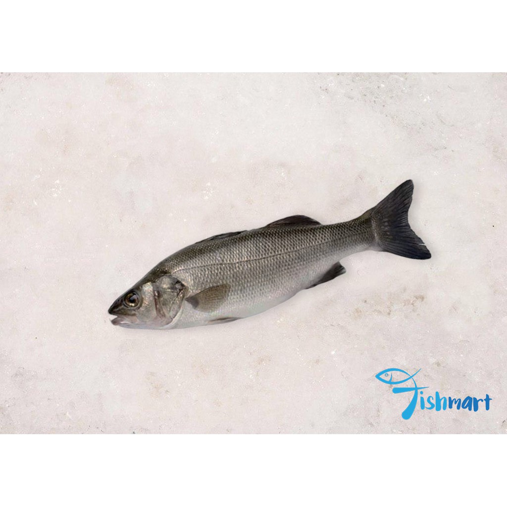 Farmed Seabass Barramundi Whole (450 to 500g) | Shopee Singapore