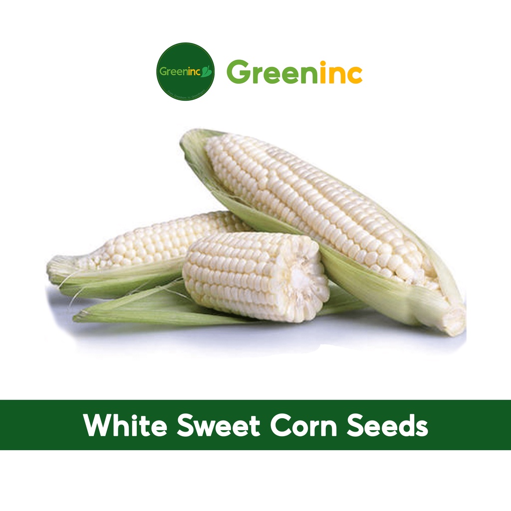 Sweet Corn White Quicksilver Seeds (白水银甜玉米) Vegetable Seeds from SG ...