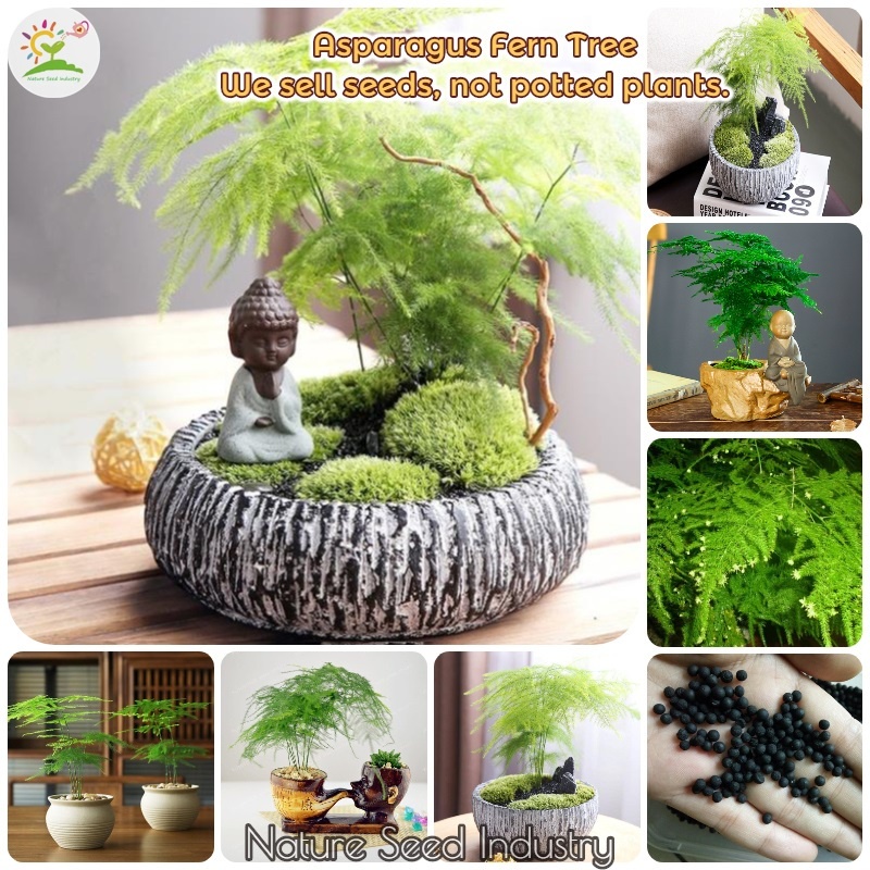 [Fast Delivery] (50 pcs/pack) Asparagus Fern Tree Seeds Evergreen ...