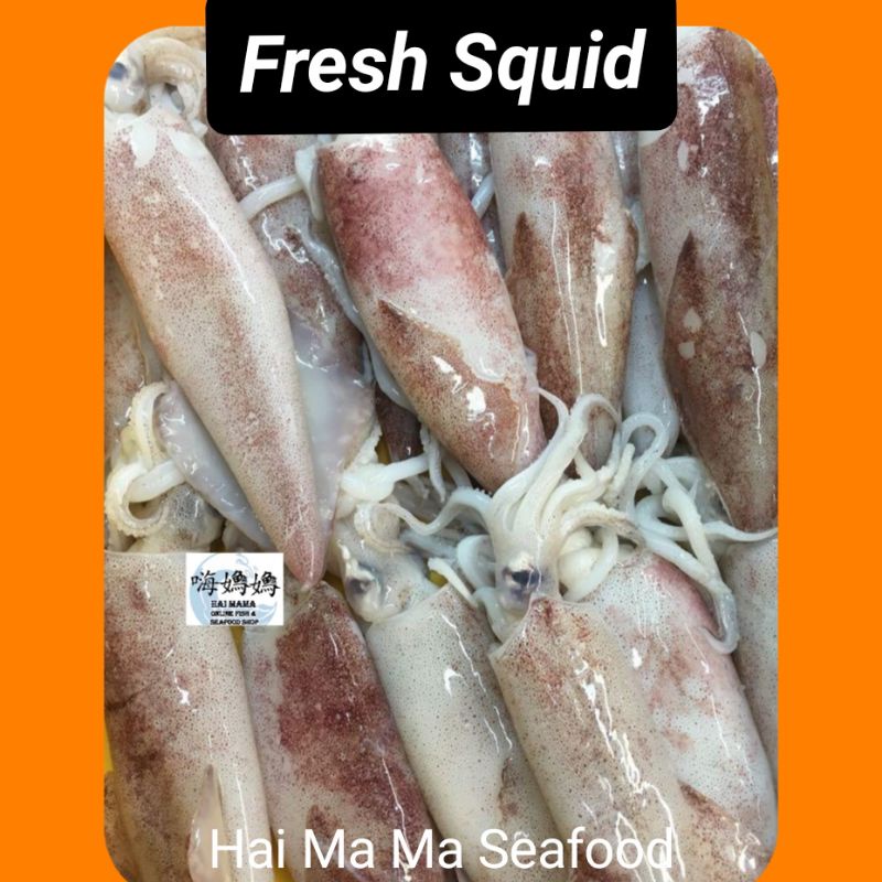 [HaiMaMa Seafood] FRESH Squid 500g | Shopee Singapore