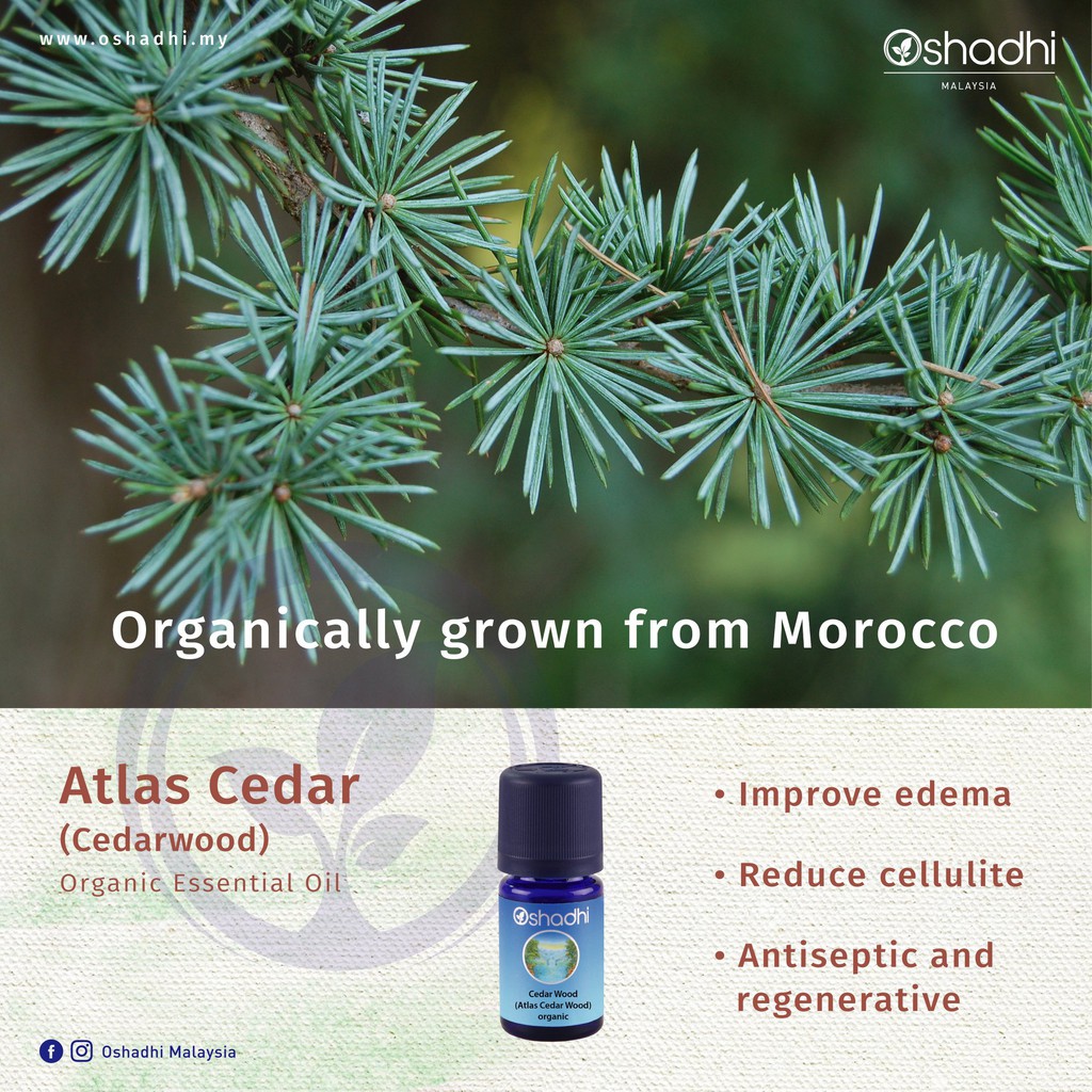 Oshadhi Cedar Wood (Atlas Cedar Wood) organic Essential Oil (10ml ...