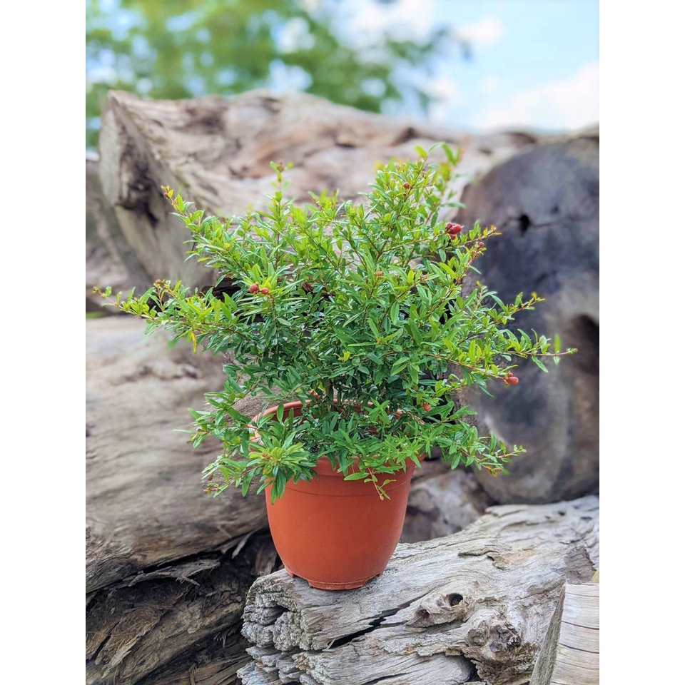 Pomegranate/ShiLiu Plant - Fresh, Organic, Good for Fengshui | Shopee ...