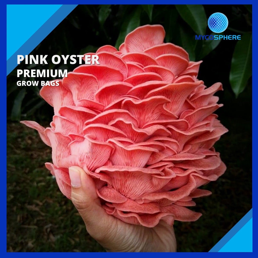 Mushroom Fruiting Bag / Grow Bag - Pink Oyster (2kg) - Grow Kit ...