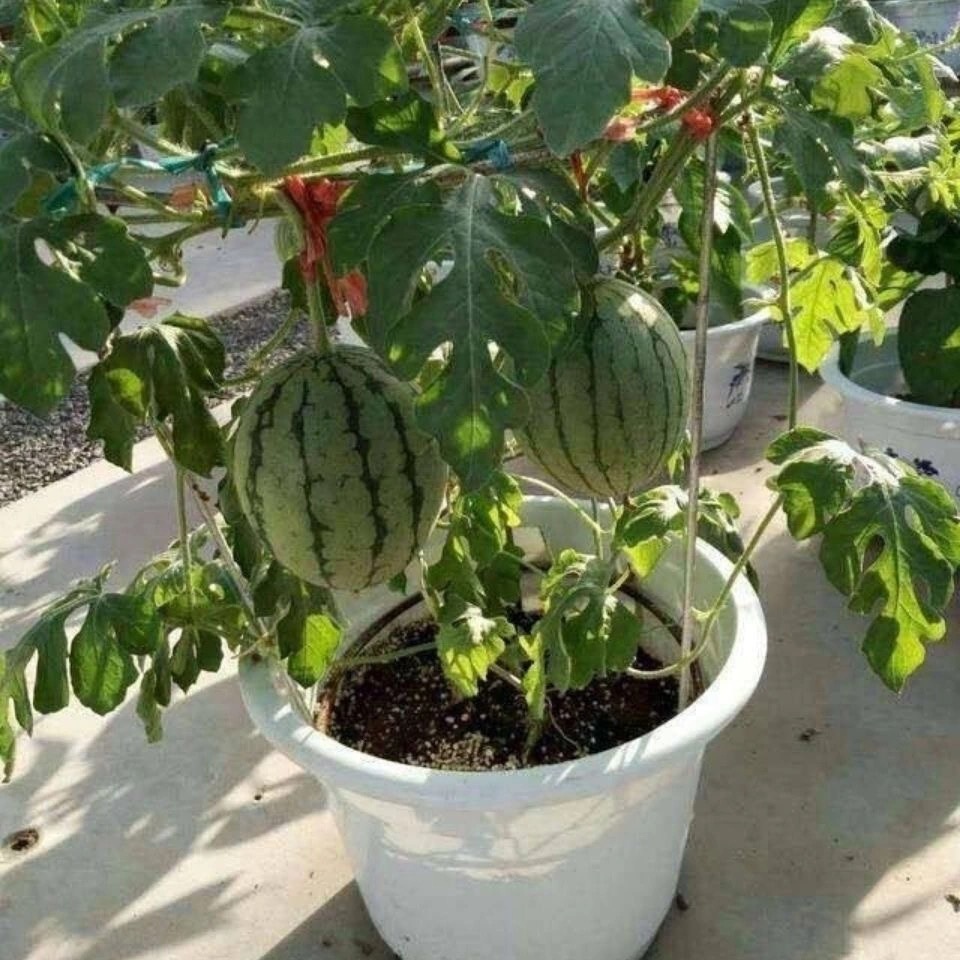 [Easy To Grow In Singapore] 20pcs Edible Dwarf Watermelon Seeds Fruit ...