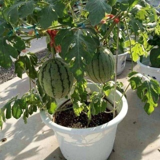 [Easy To Grow In Singapore] 20pcs Edible Dwarf Watermelon Seeds Fruit ...