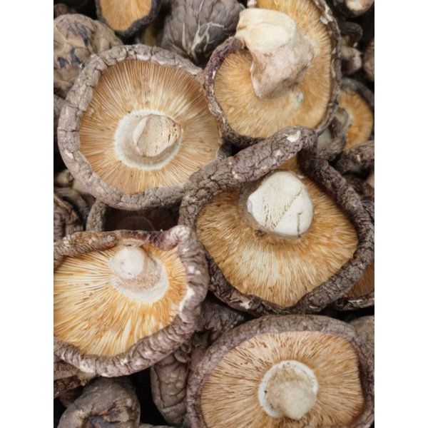 Shiitake Mushrooms 5-6CM Extra Large Extra Thick Extra Fragrant New ...