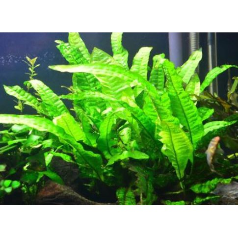 Microsorum Pteropus On Wood Live Aquarium Plants Java Fern / Java Fern ...