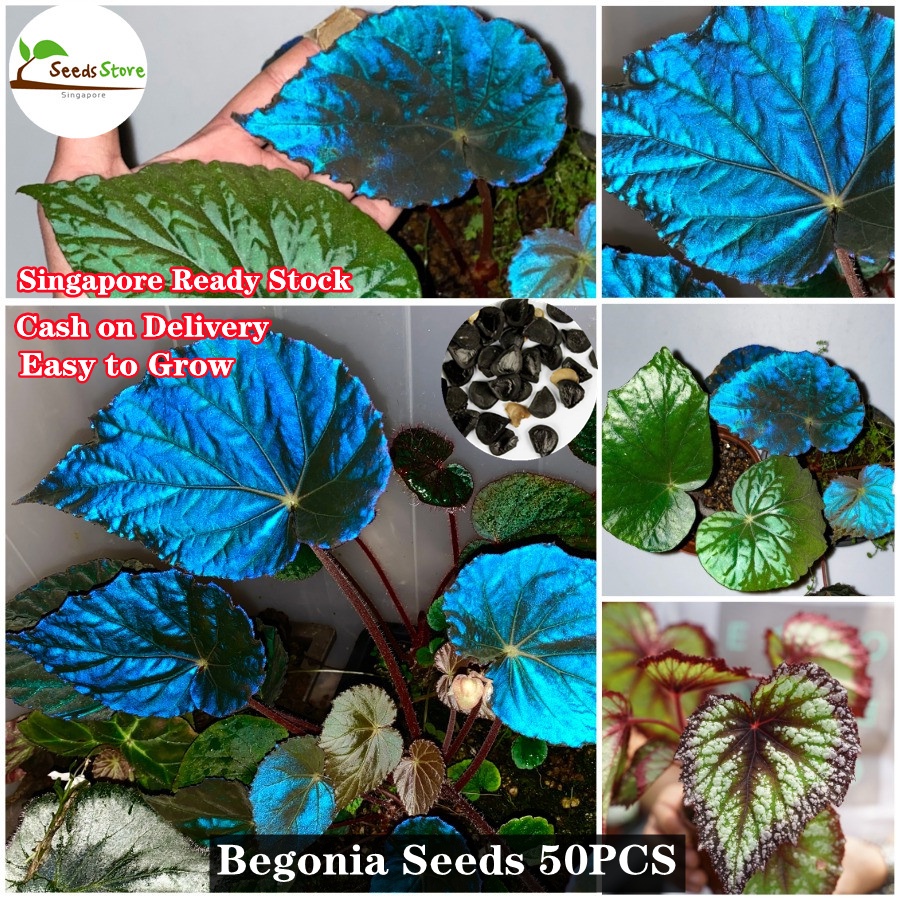 50pcs Begonia Seeds Bonsai Plant Indoor and Outdoor Herb Seeds for ...