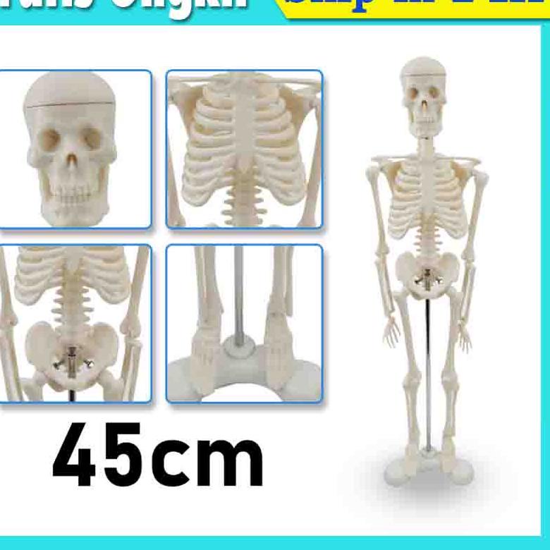 Human skeleton Educational props Model torso anatomy body height 45cm | Shopee Singapore