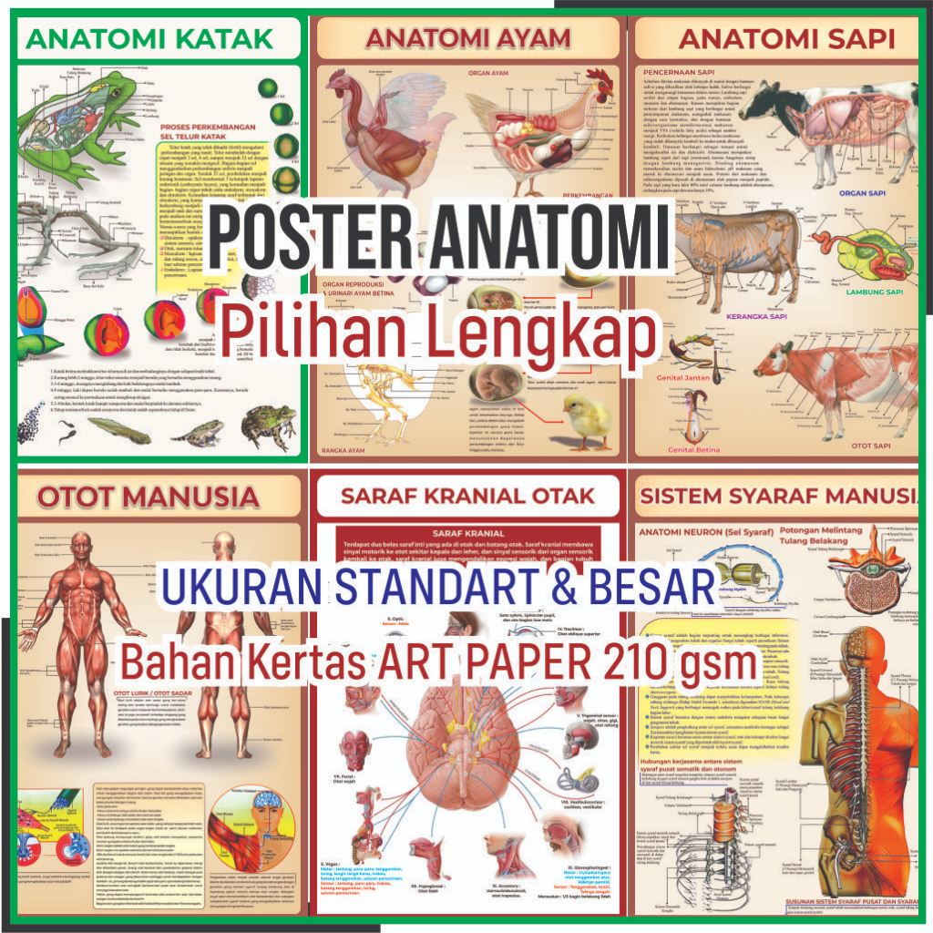 Human And Animal Anatomy Poster | Complete Choice | Shopee Singapore