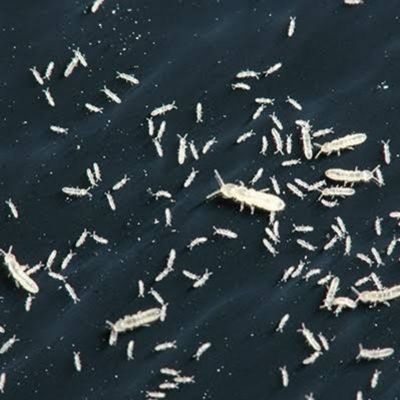 White springtail collembola springtails colony | Shopee Singapore