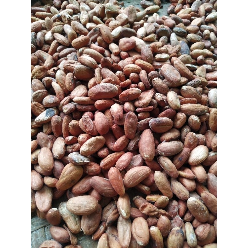 Fermented cocoa seeds cocoa seeds chocolate seeds 1kg | Shopee Singapore