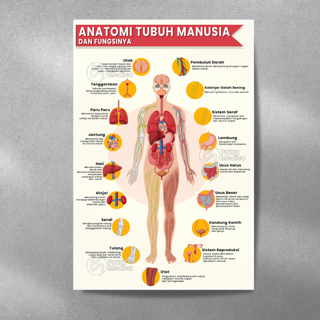 A3+ Human Anatomy Health Poster Educational Picture/ with Organ Name ...