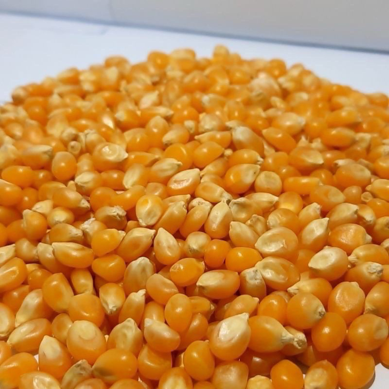 Raw popcorn kilos of bandung | Shopee Singapore