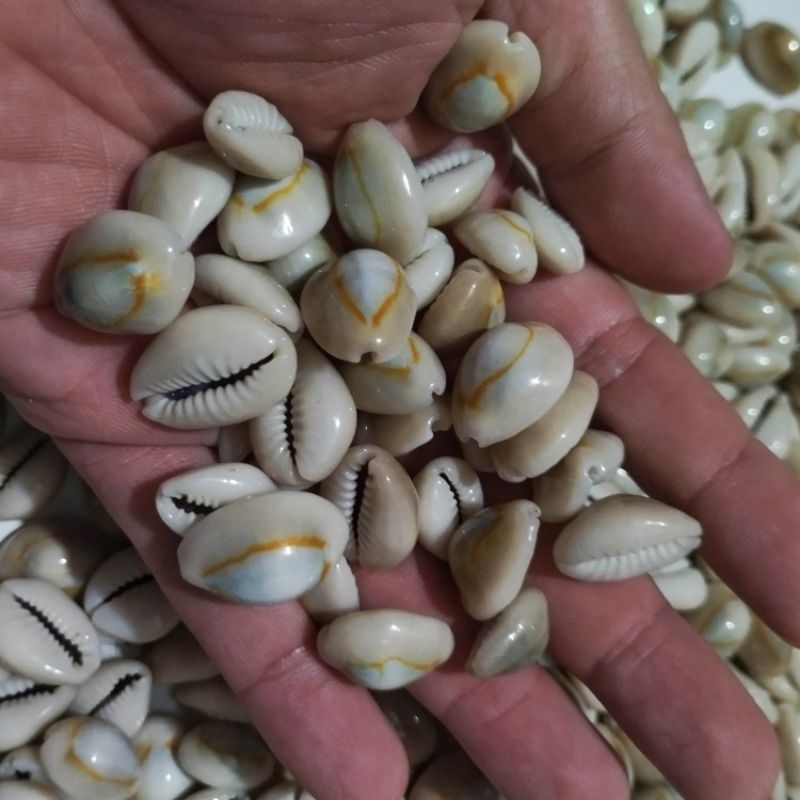 Original kuwuk ABU Congklak Shell Seeds 100gr/40-60pcs | Shopee Singapore