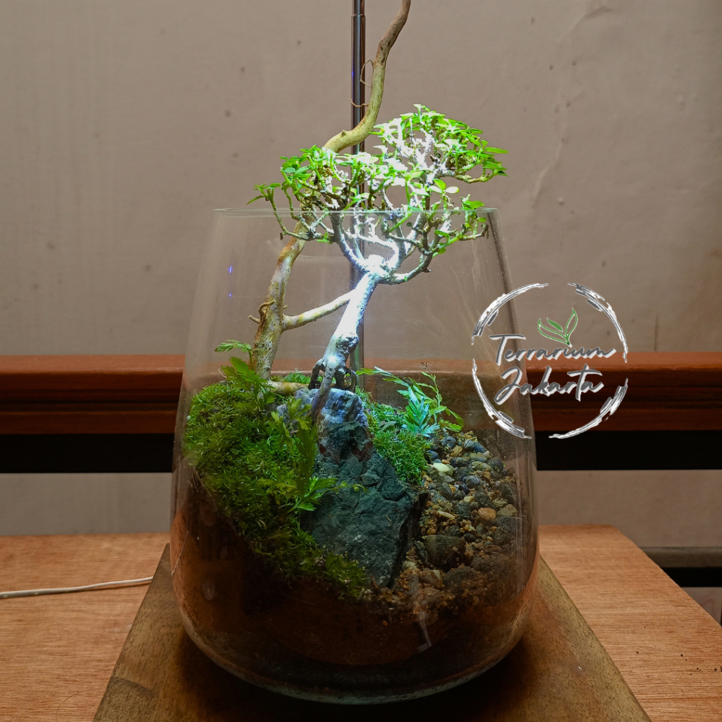 Open Forest Terrarium - Mini Jungle Tree "Symbol Of Elegance"| Special ...