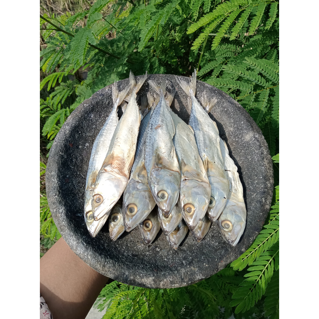 Pedo Salted Fish/Peda Salted Fish/Bloated Salted Fish Banyar (Raw ...