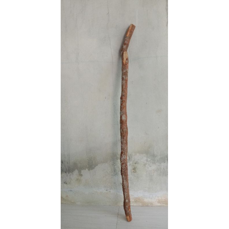 Solomon's wood and his tree | Shopee Singapore