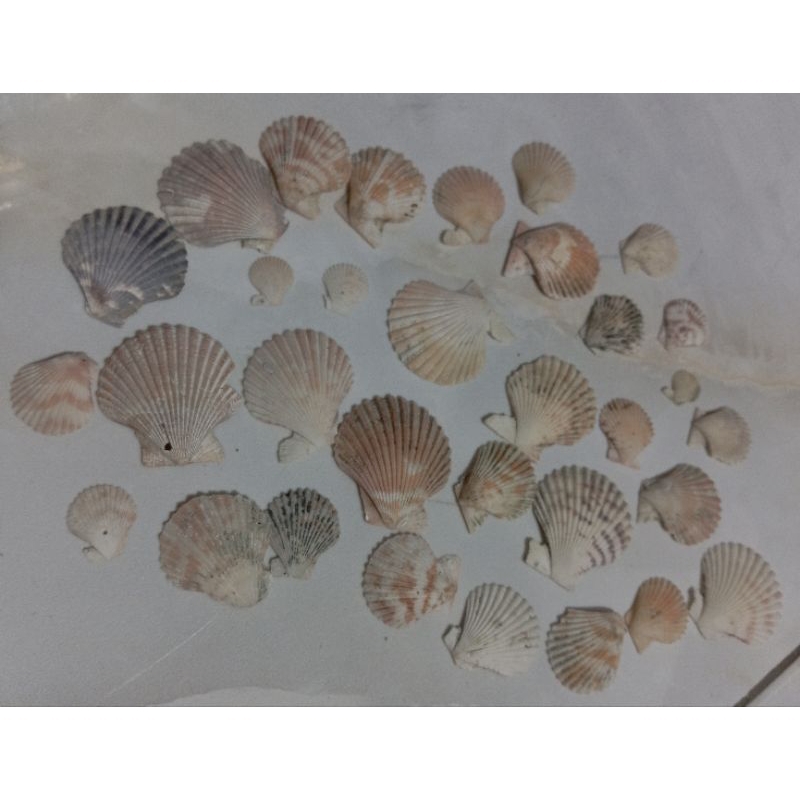 Fan shells for crafts (all) | Shopee Singapore
