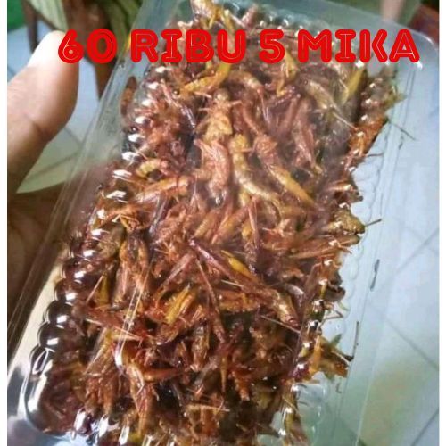 60k Get 5 Mica Grasshopper Fried Grasshoppers extrim Snacks Savory ...
