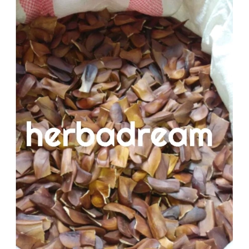 15gram MAHOGANY Seeds MAHOGANY MAUNI MAONI SKY FRUIT SWIETENIA MAHOGANI ...