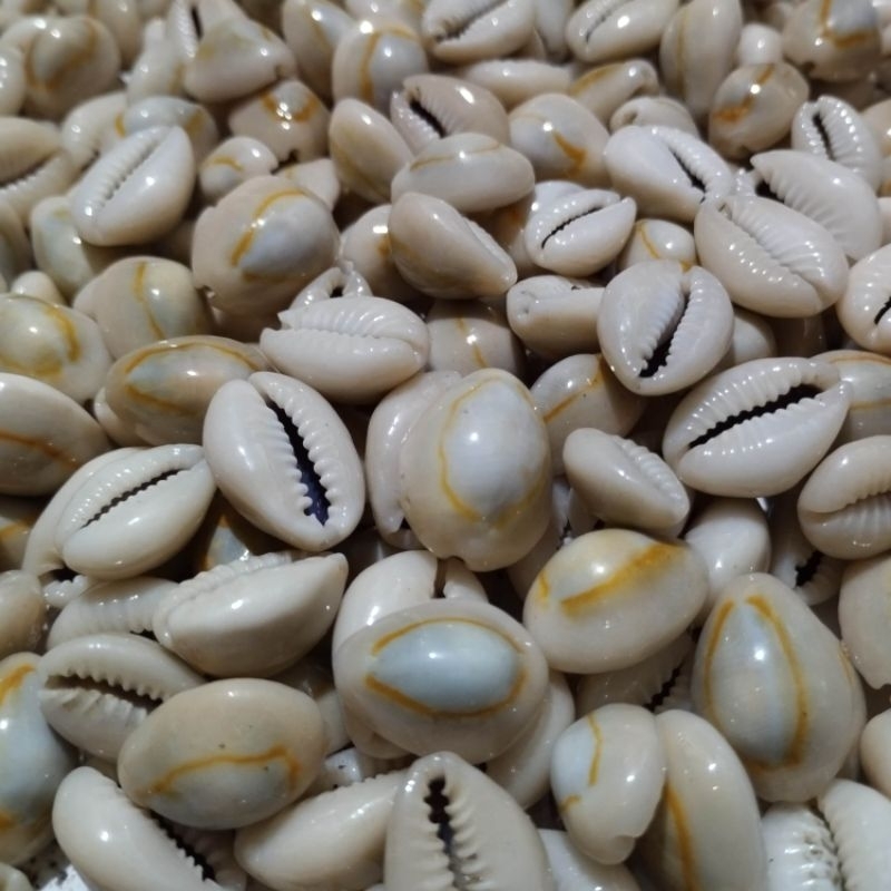 Original kuwuk ABU Congklak Shell Seeds 100gr/40-60pcs | Shopee Singapore
