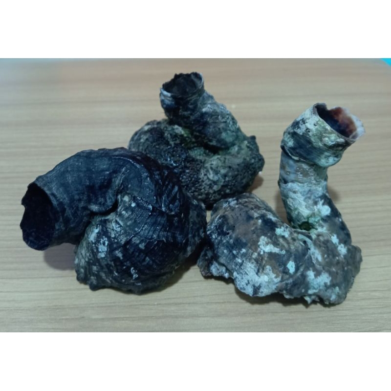 Thylacodes Colubrinus clamshell/Colubrinus Serpulorbis 1 pcs | Shopee Singapore