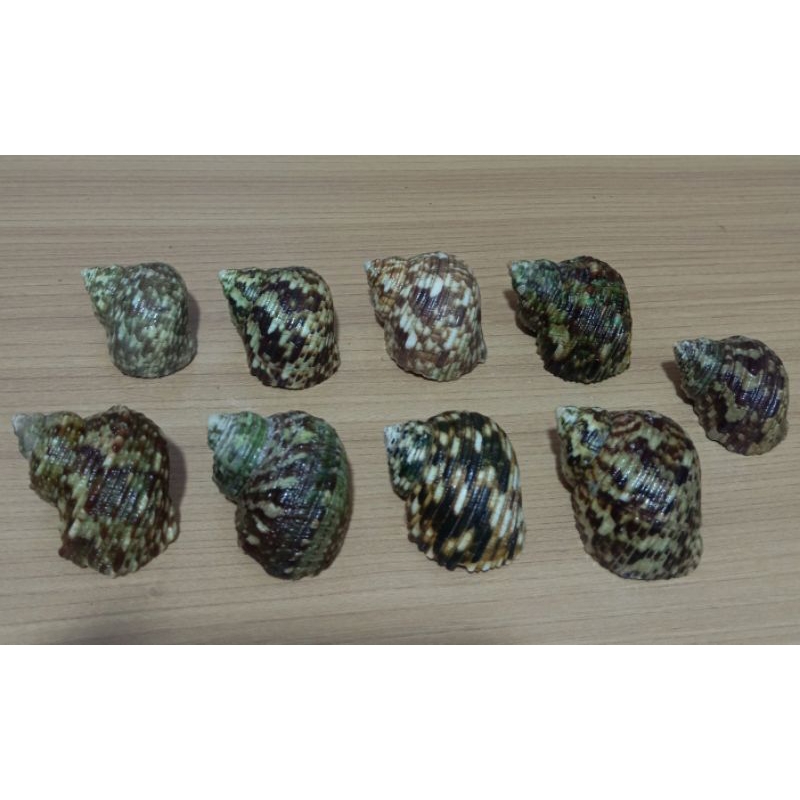 Turbo shell package with 9 pattern variations | Shopee Singapore