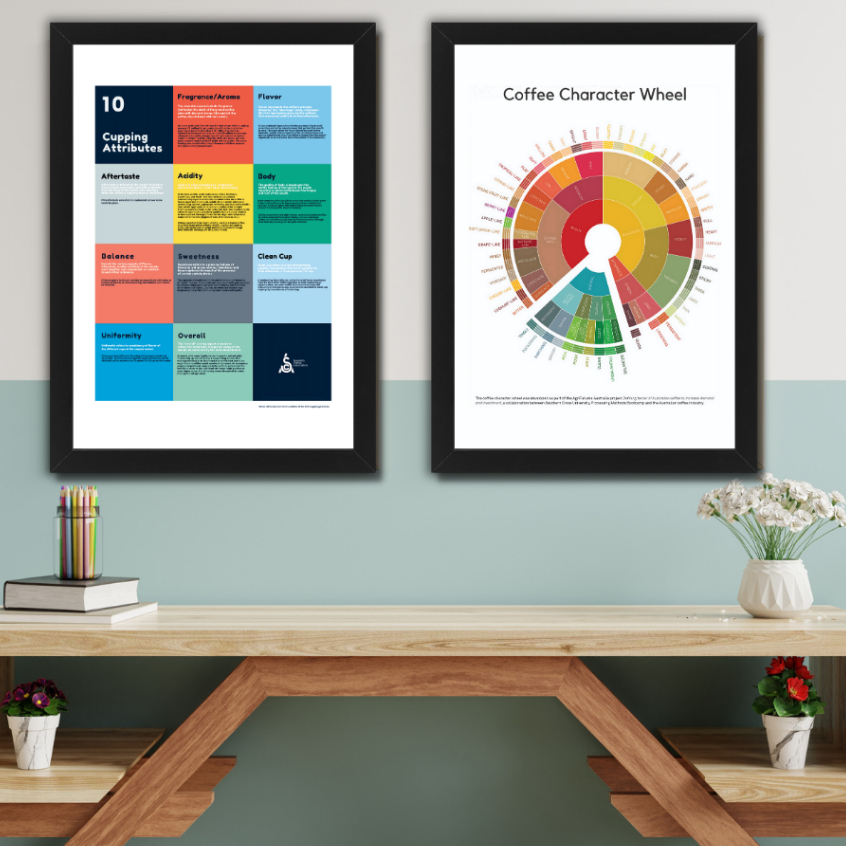 KAYU Sca Foundation Coffee Educational Poster - Cupping Attributes, A3 ...