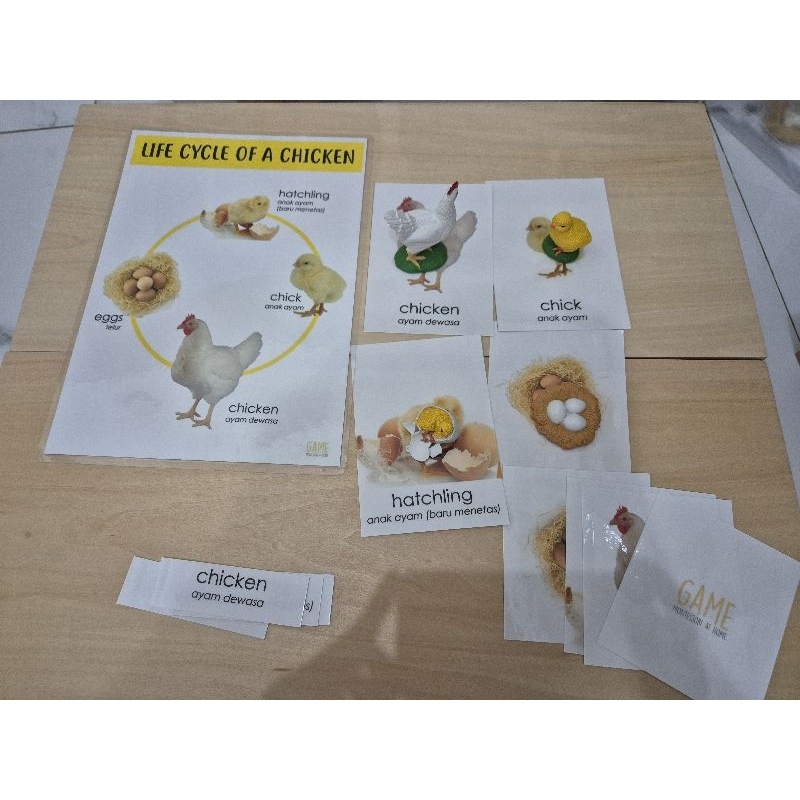 Preloved - Safari Ltd Life Cycle of a Chicken | Shopee Singapore