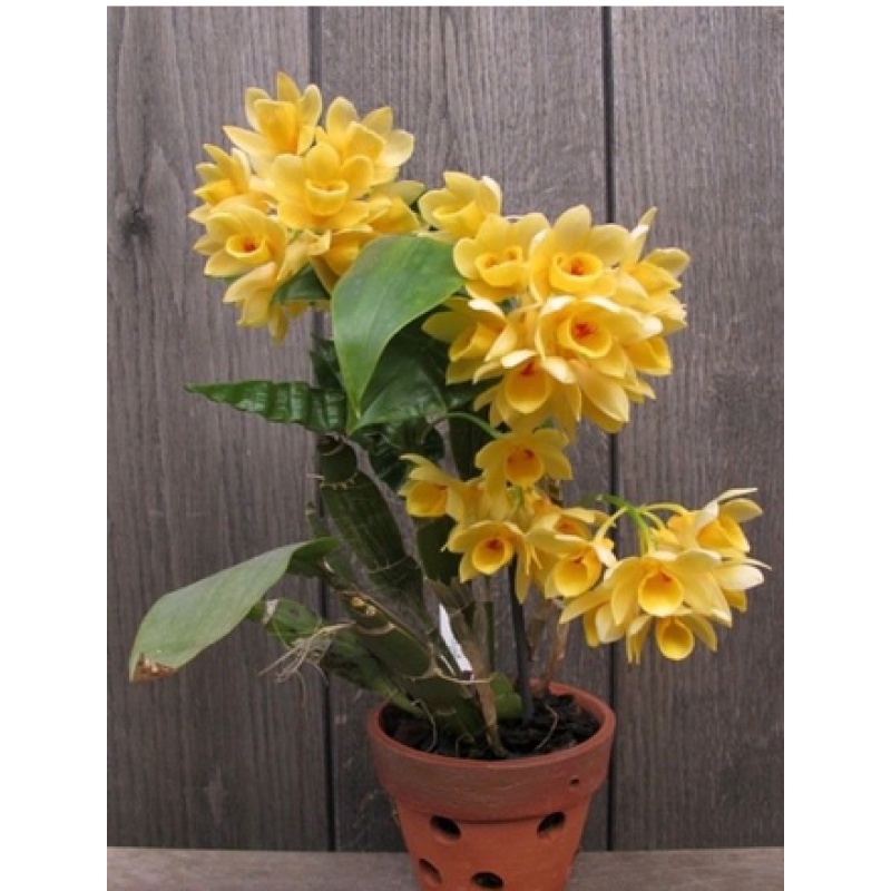 Japanese Splash Ink Dendrobe Orchid Seedlings Indoor Potted Plant ...