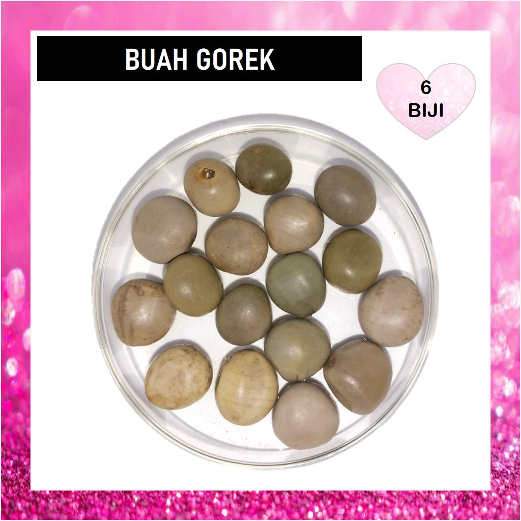 Bored seeds 6 Bored Fruits/ Kelaci/ Caesalpinia Crista/ Kalarchikai ...