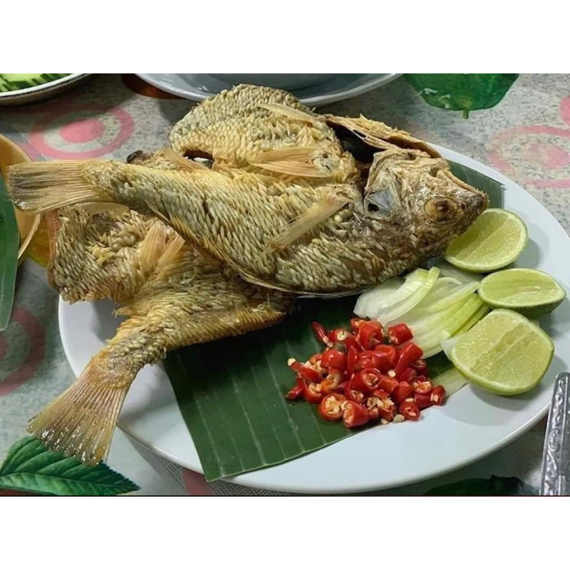 Swollen/stalk Gelama Fish(Not dry)Vacuum Packaging | Shopee Singapore