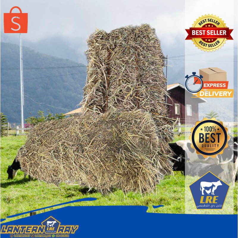 Jerami Padi Segar/Fresh Rice Straw 10KG | Shopee Singapore