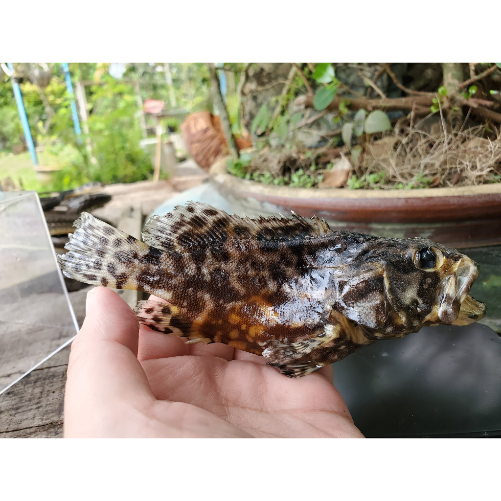 Resin- Real Fish specimen (Kerapu) | Shopee Singapore