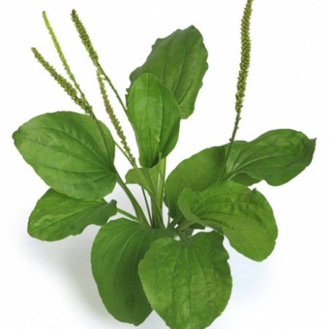 dried Broadleaf (plantago asiatica) 车前草 五根草 Che Chian Cao Plantain daun ...